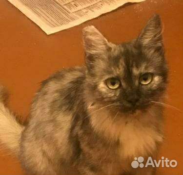 Кошечка Элли 7 месяцев