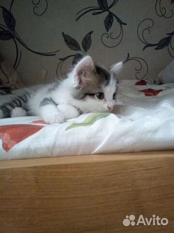 Кошка