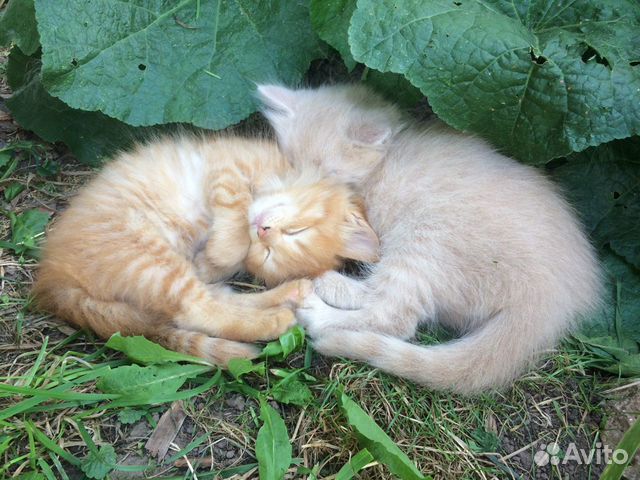 Котятки-мальчишки добрым людям