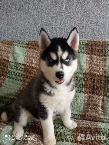 Сибирский хаски