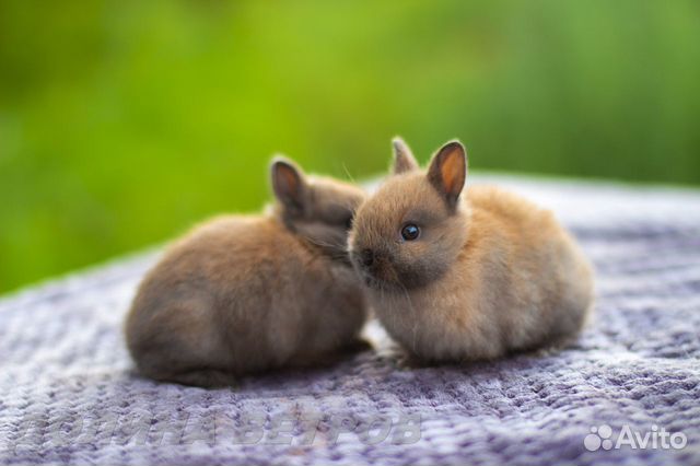 Мини крольчата носители сатина