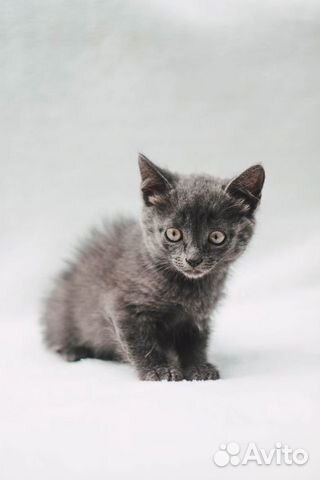 Ла-перм лаперм Граф ищет семью