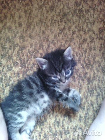 Подарить котят