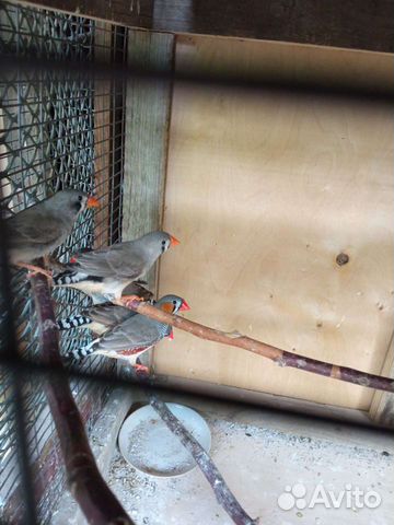 Зебровые амадины