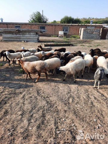 Овцы котные