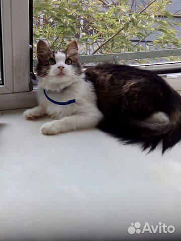 Кошка в добрые ладошки)