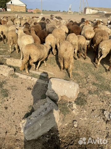 Продаются барашки 2021 года(ярки, баранчики)