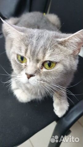 Шотладская прямоухая ищет дом