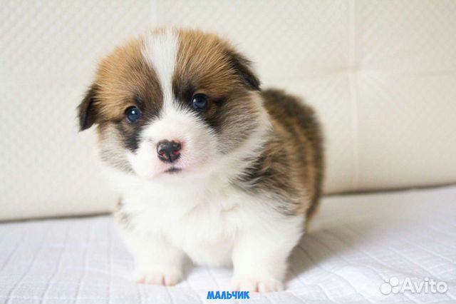 Щенки Корги Пемброк-счастье на коротких лапках