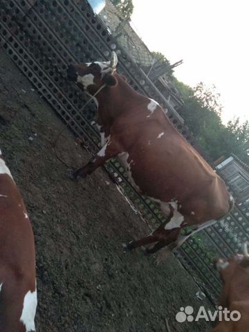 Коровы дойные молочные