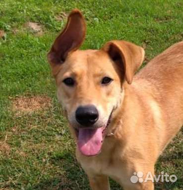 Солнечная девочка так и не стала домашней. Санни х