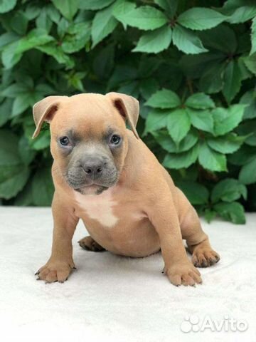 Американский булли девчонка