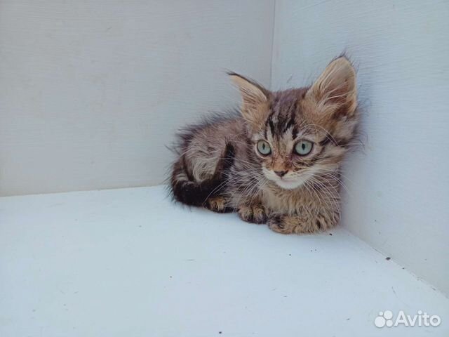 Котик манчкин
