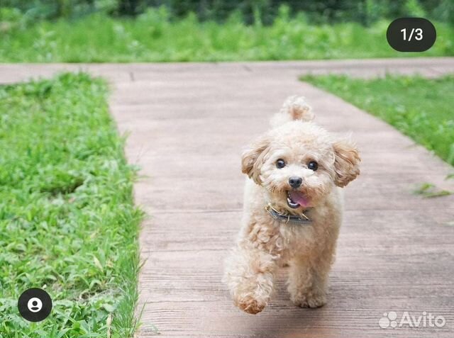 Барри щенок мальтипу