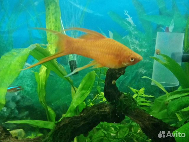 Аквариумная Рыба