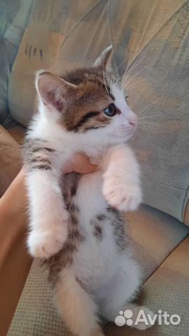 Отдам замечательного котенка