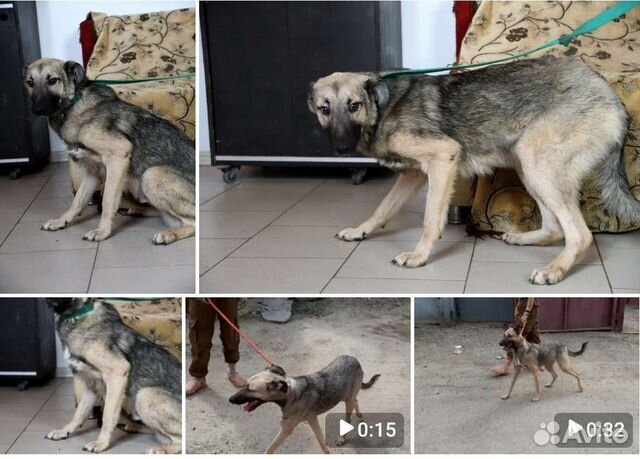 Собака мальчик ищет