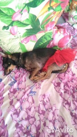 Мини Пинчер в добрые руки