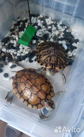 Красноухая черепаха бесплатно