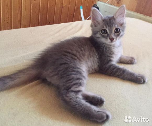 Отдам дымчатого котенка