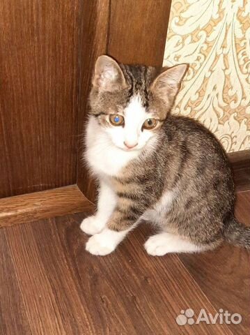 Кошечка в добрые руки