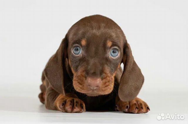 Шоколадная Такса девочка