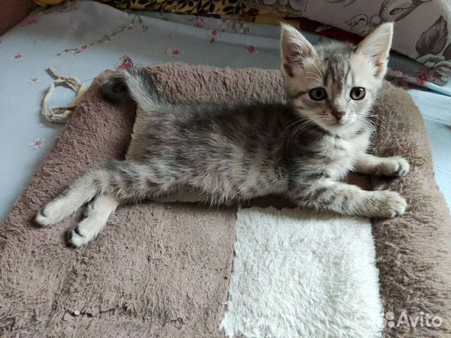 Кошка котенок 2 мес найдись любовь и забери