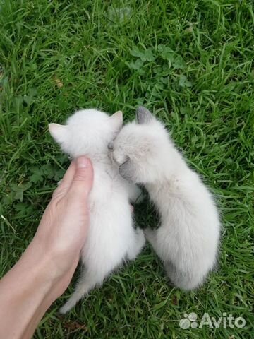 Котята в добрые руки бесплатно