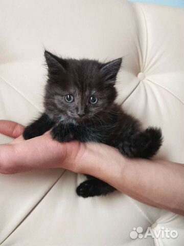 Котёнок от сибирской кошки