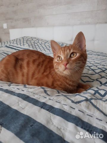 Котик в добрые руки