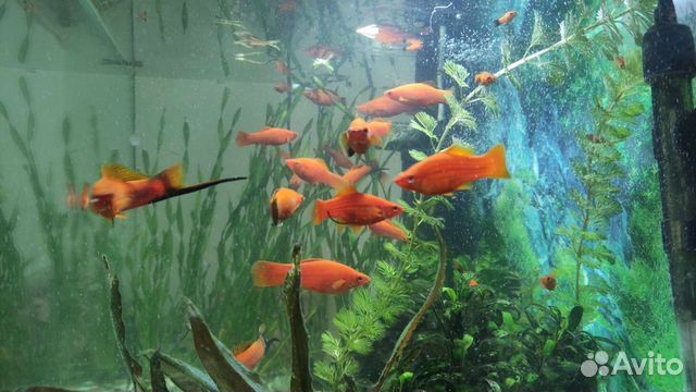 Рыбки меченосцы отдам