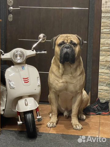 Кобель Бульмастифа для вязок