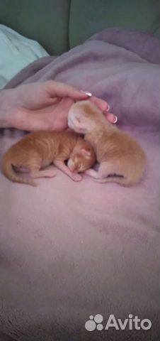 Котята бобтейла