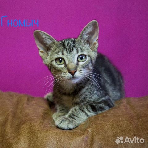 Полосато-мраморный котенок в хорошие руки