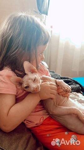 Канадский сфинкс кот бесплатно