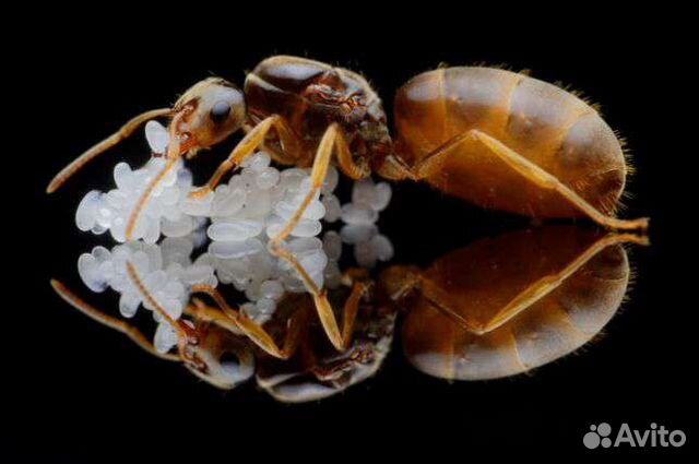 Lasius flavus матка+расплод