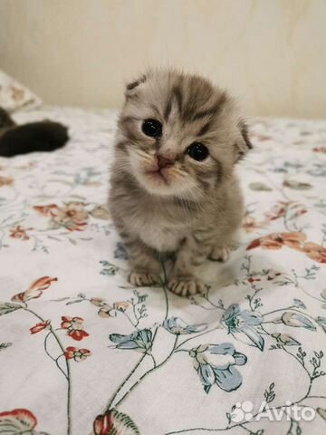 Шотландские вислоухие котята