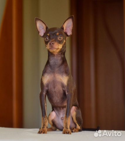 Сладкий малыш Русского той-терьера