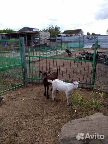 Альпийские козлята