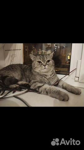 Британская кошка (девочка 3 года)