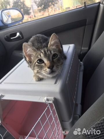 Котенок в добрые руки