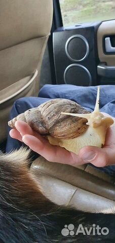 Взрослые Улитки ахатины бесплатно