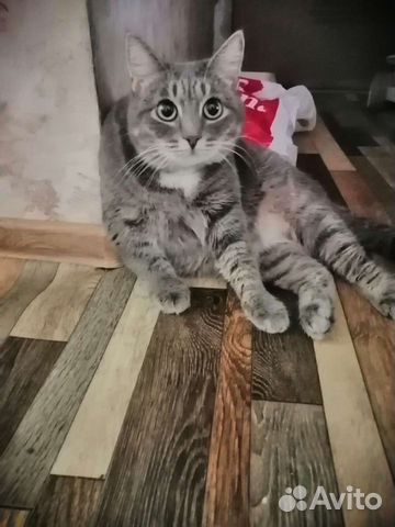 Кошка Гуся
