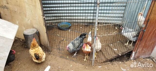 Петух породистый