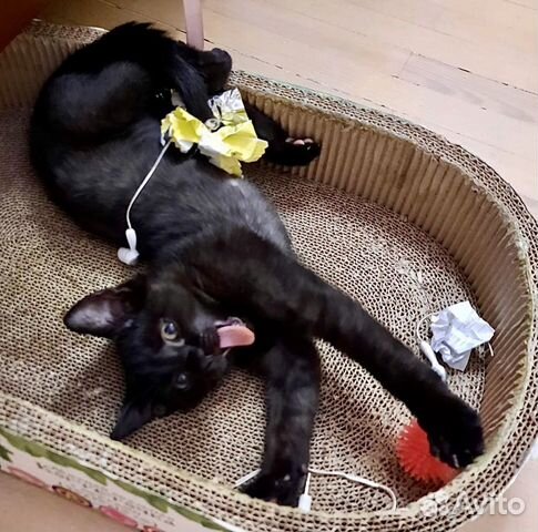 Котенок Мишка в заботливые руки
