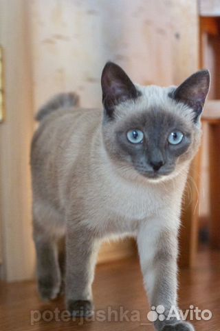 Кошка в добрые руки