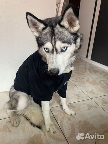 Сибирский хаски