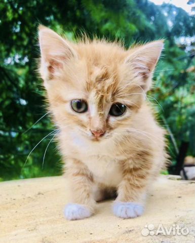 Рыжий котенок девочка Дюймовочка 1 месяц в дар