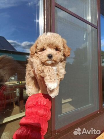 Мальтипу Ф1 супер как Корея Baby Face