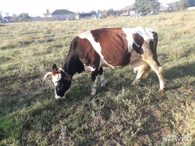 Корова доеная бычёк и телачка